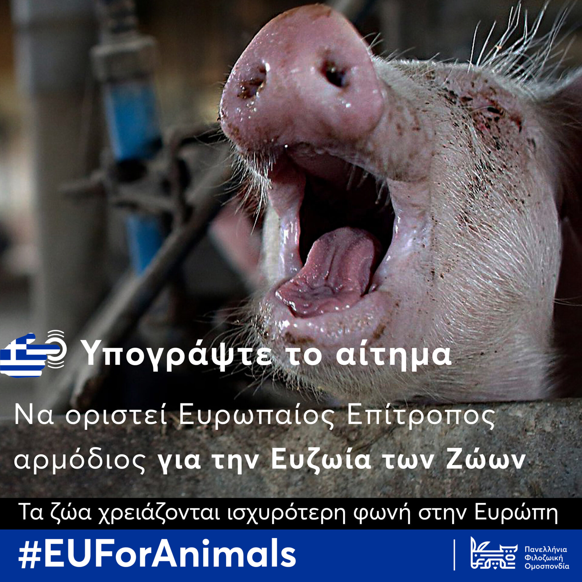 Πανελλήνια Φιλοζωική Ομοσπονδία (ΠΦΟ) - Hellenic Animal Welfare Fed.